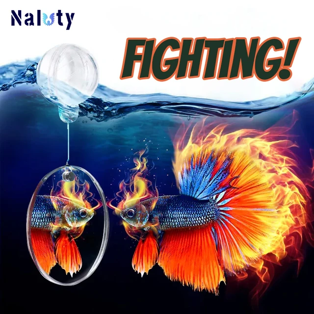 Betta Fish Fighting Training