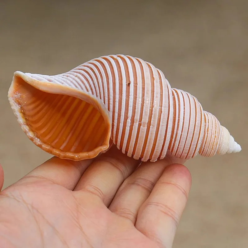 Aancistrolepsis-Vietnamensis-Natural-Rare-Sea-Snail-Shell-Specimens ...