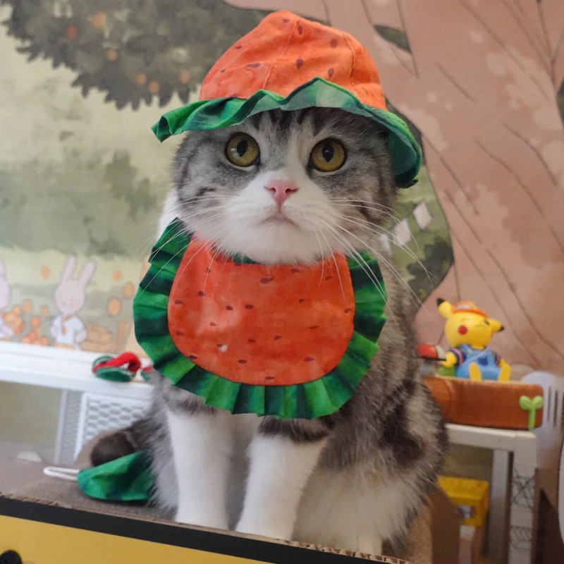 Watermelon Hat Cat #cat #cutecat #funny #funnycat #fyp #foryou Cat
