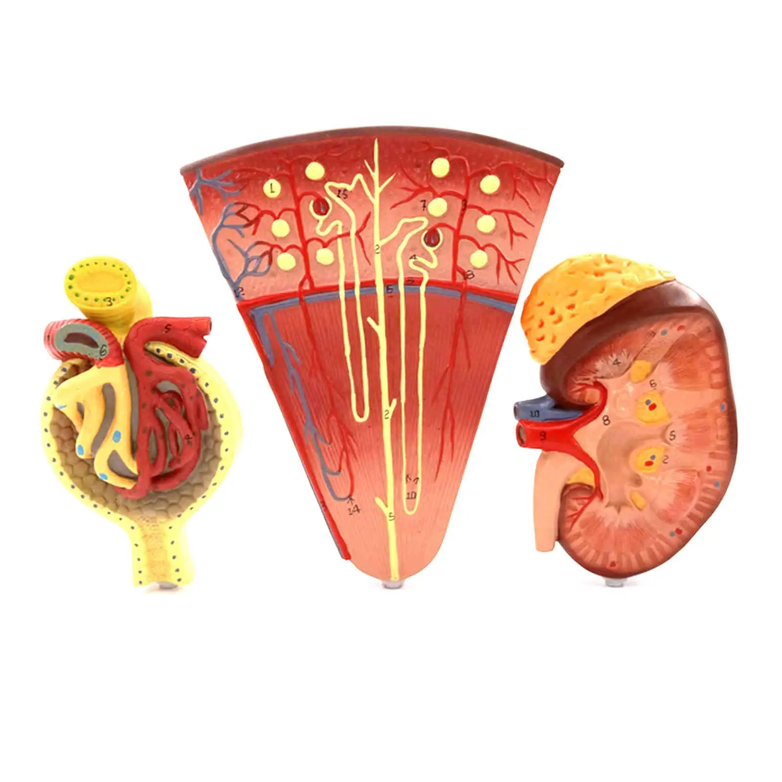 PVC Anatomical Model Kidney Section Nephrons Blood Vessels Kidney ...