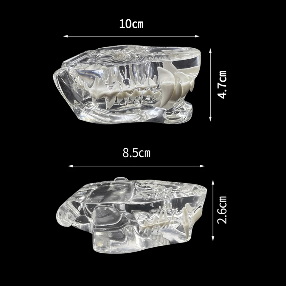 Canine Dental Teaching Aid Feline Dental Jaw Model – Clear Cat Skull ...