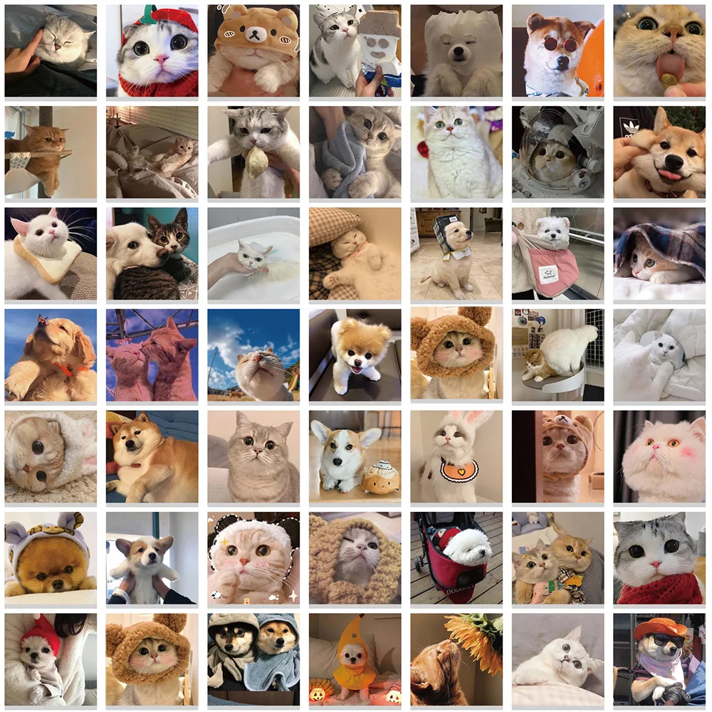 Cute Cartoon Cat Meme