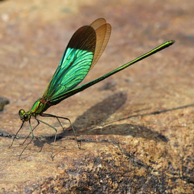 Real insect dragonfly specimen without wings protozoa wing specimen DIY ...