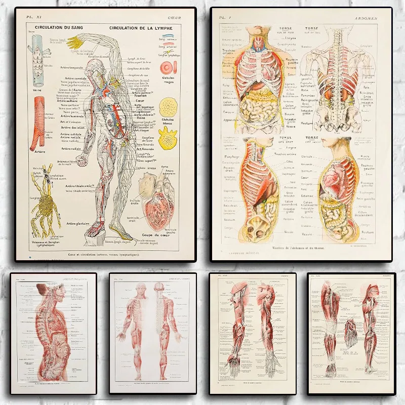 Anatomy of Body Organs: The Ultimate Guide to Educational and ...