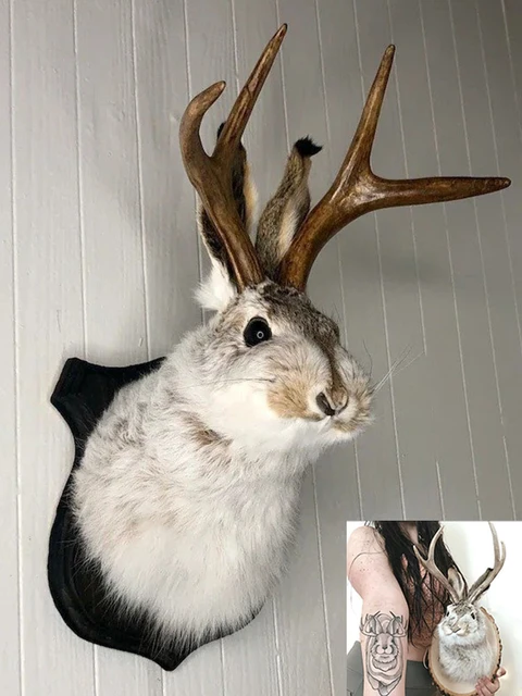 Mounted Jackalope Drawing