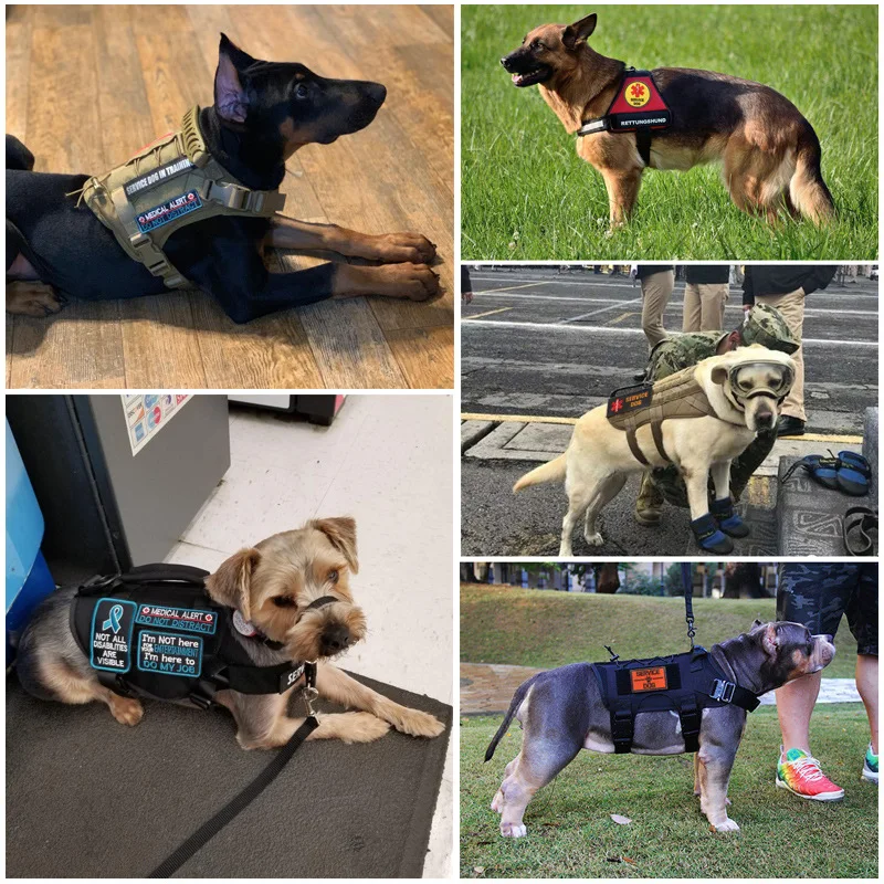 What Color Vest Does A Service Dog Wear