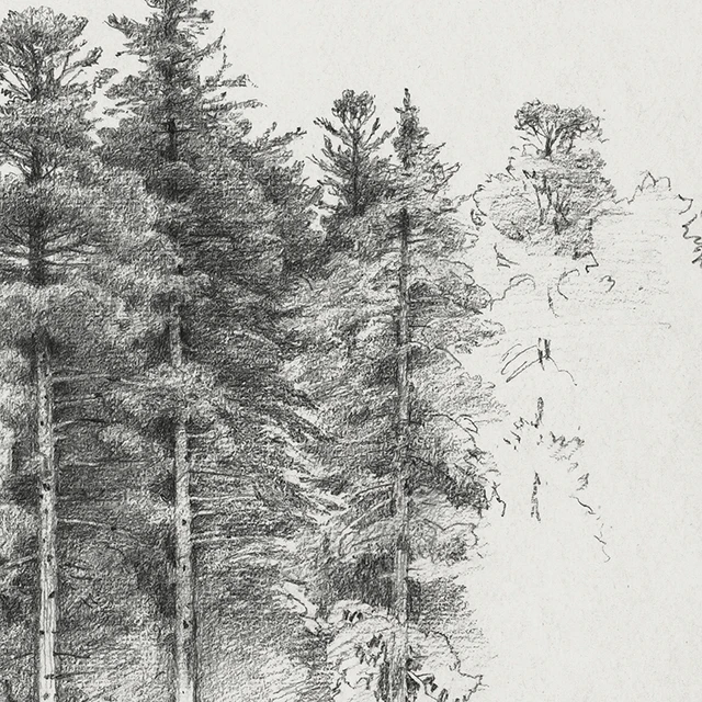 Pine Tree Forest Drawing