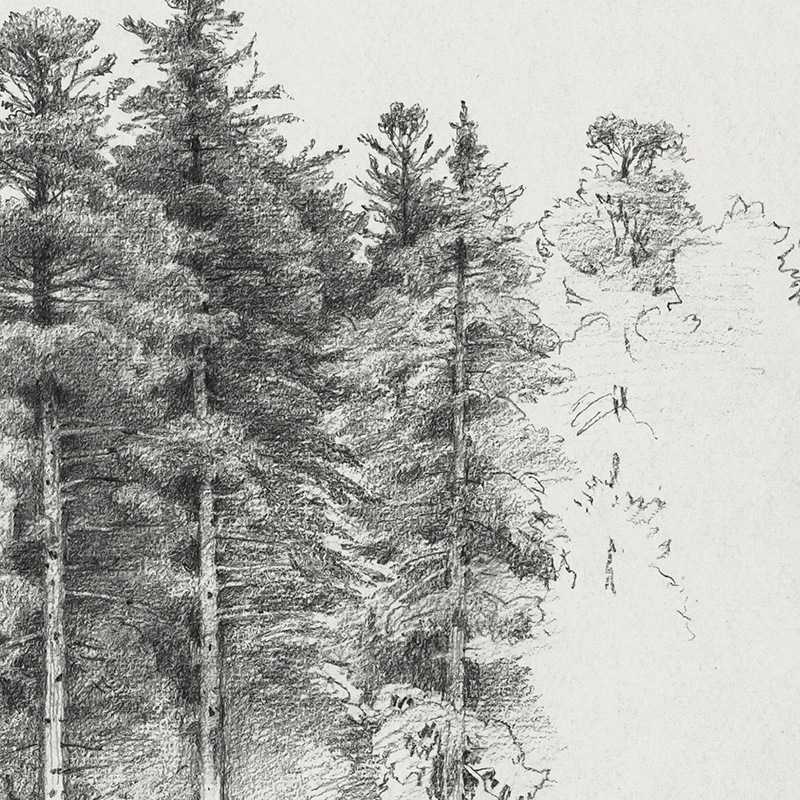 Forest Sketch Drawing