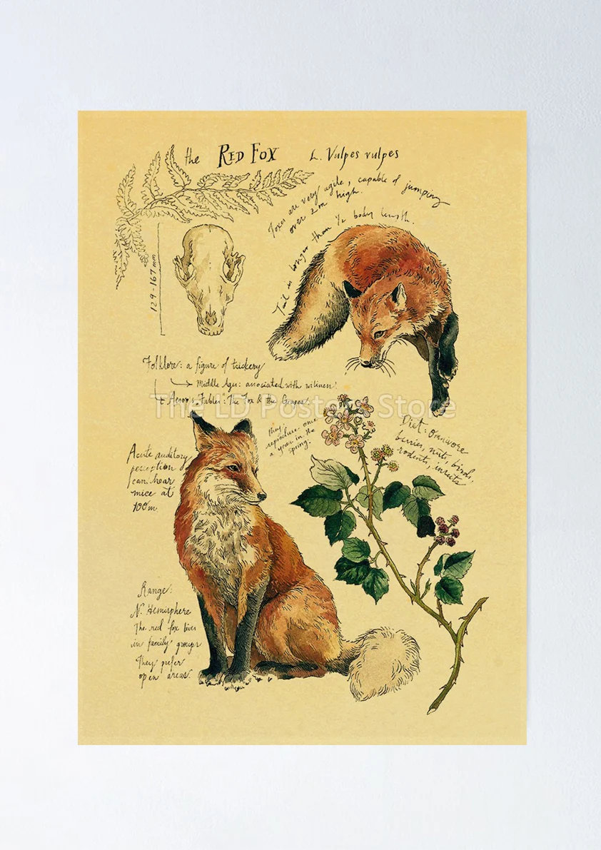 Vintage Fox Print