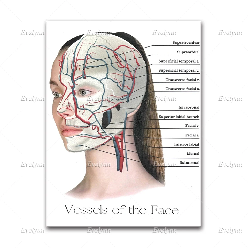 Female Face Anatomy And Physiology Muscles Vessels And Fat, 49% OFF