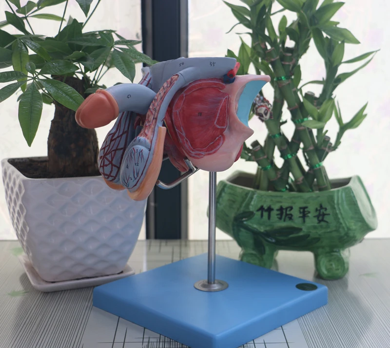Male-Genital-Model-Reproductive-Organ-Model-Structural-Model-of-Male ...