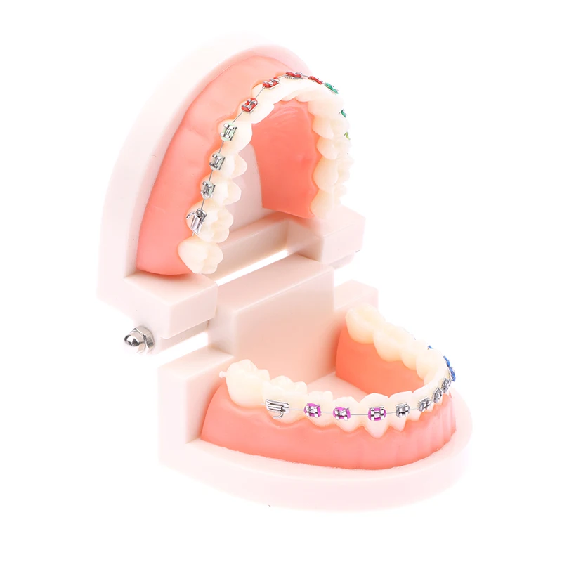 Dental-Teaching-Model-Standard-Dental-Orthodontic-Teeth-Model-With ...