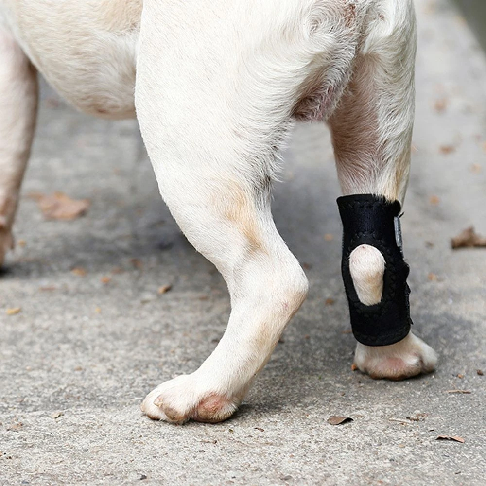 What Is The Hock Joint On A Dog