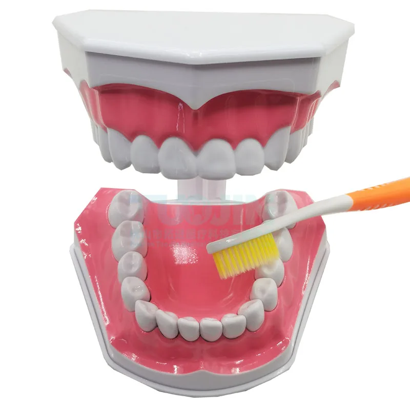 Dental Tooth Model For Brushing Teeth Demonstration And Practice ...
