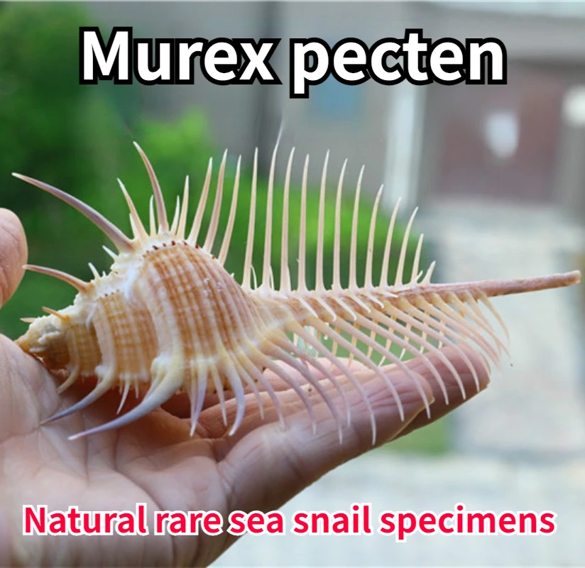 1PC-Natural-Sea-Snail-Shell-Murex-Pecten-Specimen-Snail-Fish-Tank ...