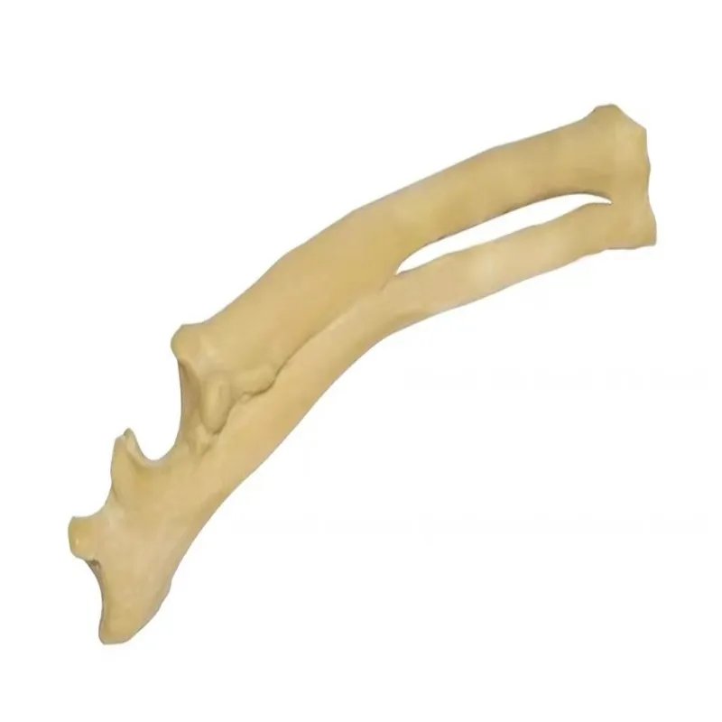 Dog-Ulna-Humerus-Animal-Orthopedic-Surgery-Demonstration-Exercise ...