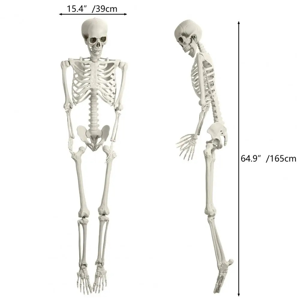 5.4FT Poseable Skeleton Prop Life Size Plastic Halloween Human Bones ...