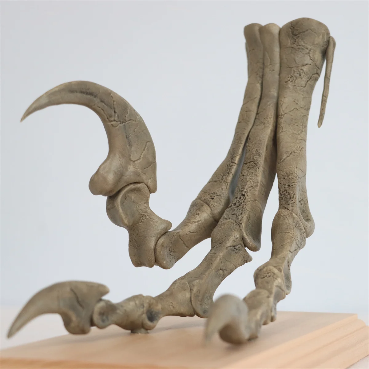 1/1 Deinonychus Left Foot Skeleton Model Dinosaur Figure Animal ...