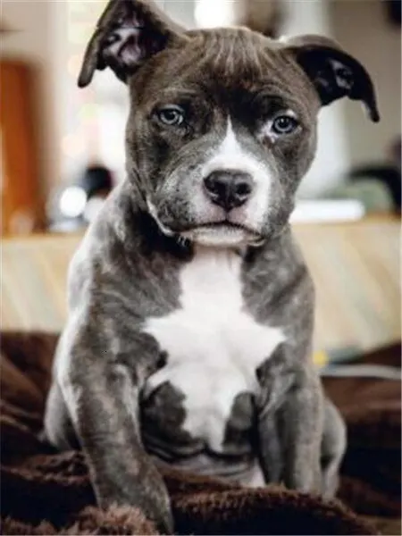 Black Pitbull Puppies