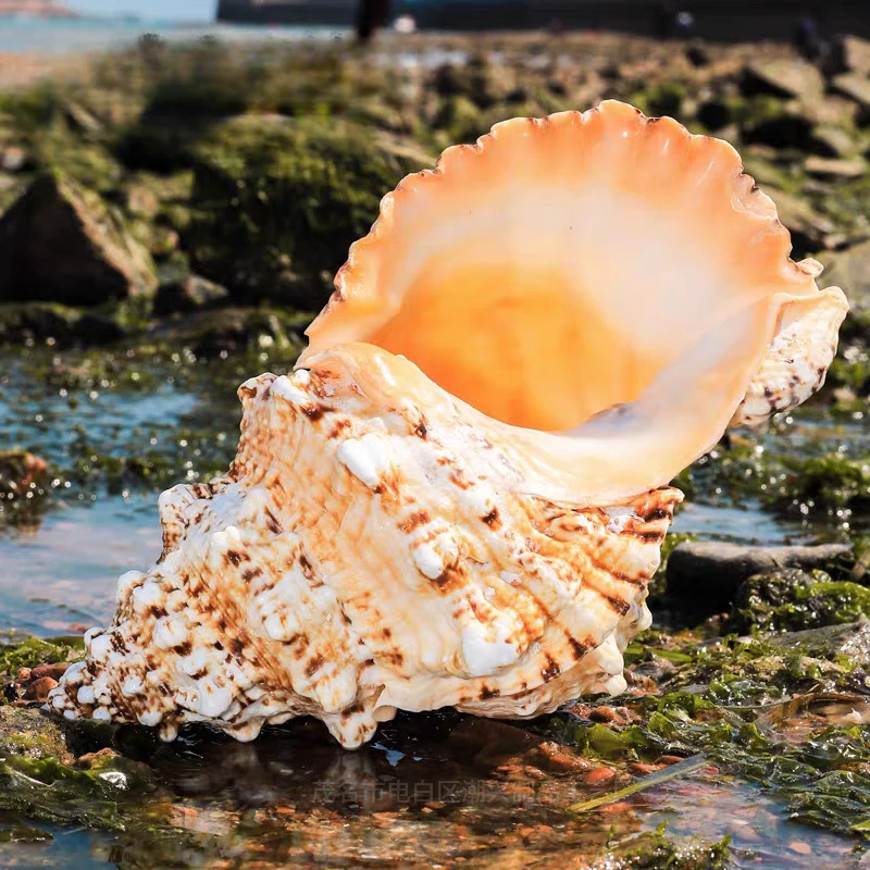 Natural-Tutufa-Rubeta-Seashell-Rare-Sea-Shells-Home-Decoration ...