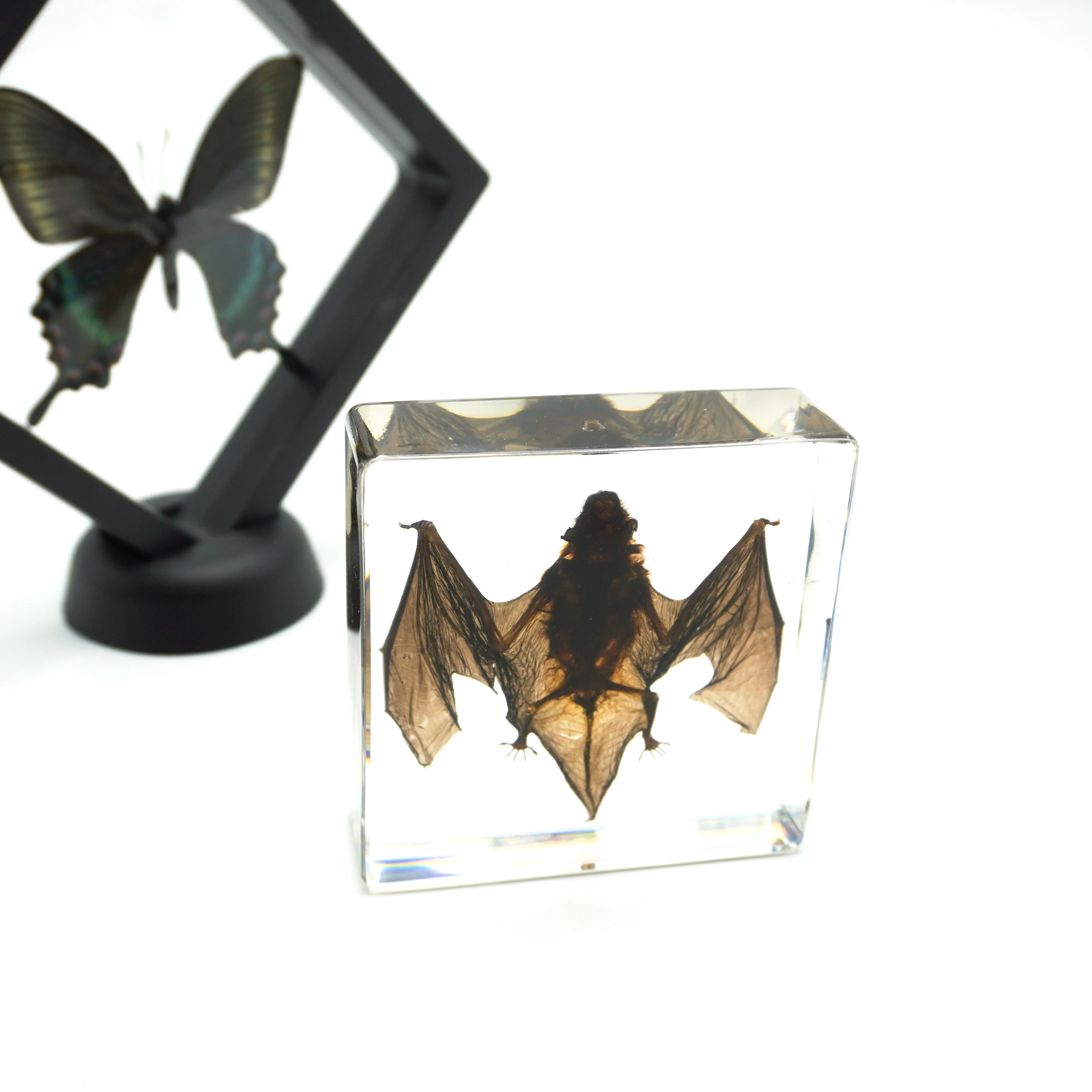 Bat Specimen Real Animal Specimens For Collection Research Teaching ...