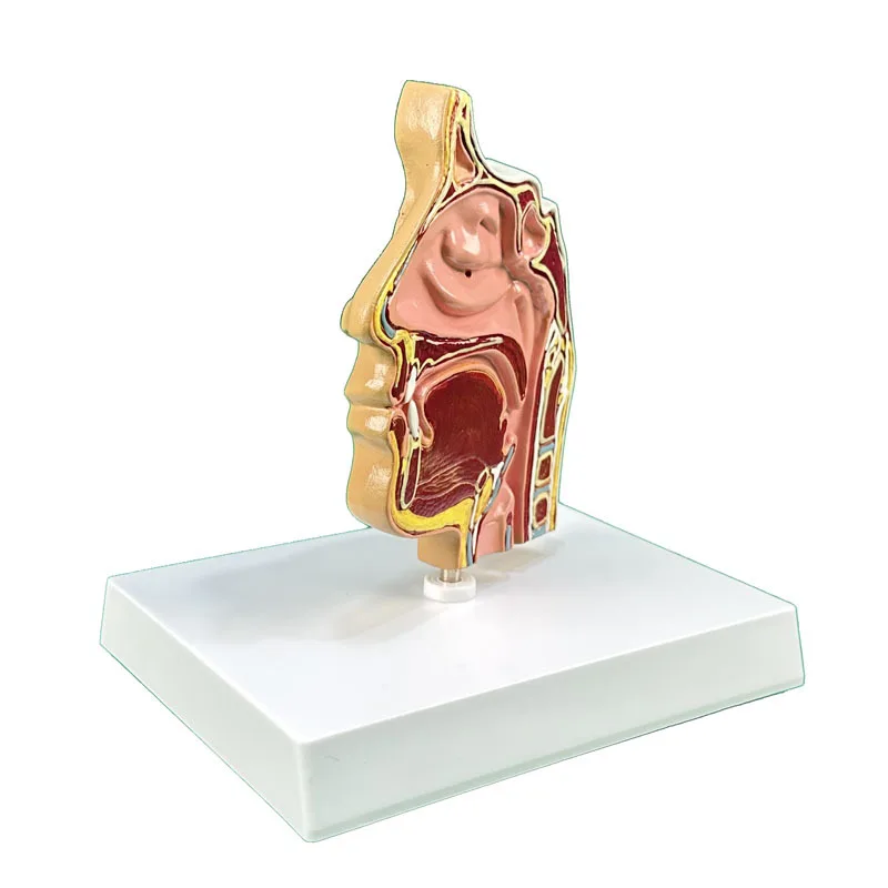 Modelo Anatômico do Nariz Humano e Cavidade Nasal, Estrutura Medical ...