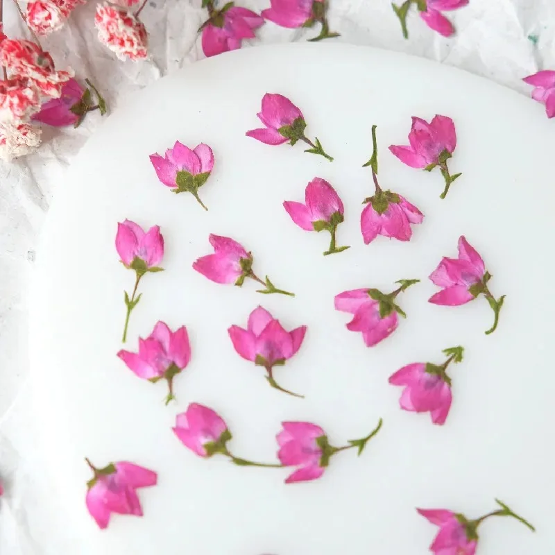 Nature-pressed-mini-flower-head-Escort-flowers-DIY-facial-makeup-drip ...