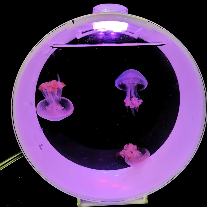Pet Moon Jellyfish