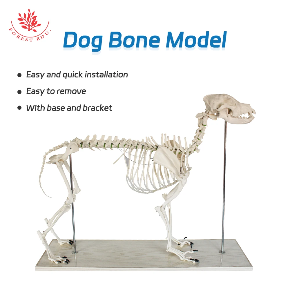 Dog-Skeleton-Model-Veterinary-Hospital-Use-Animal-Educational-Medical ...