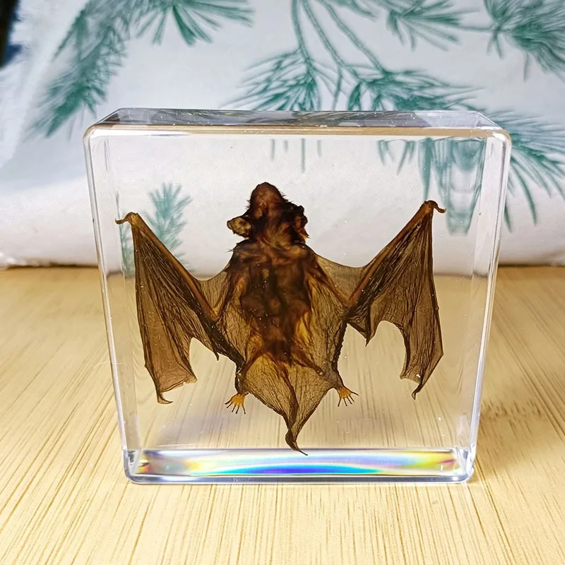 Stereoscopic-Observe-The-Real-Specimen-High-Transparent-Resin-Package ...