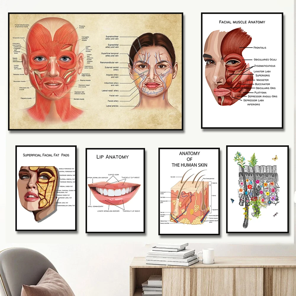 Face-Anatomy-Poster-Facial-Muscles-and-Veins-Skin-Anatomy-Flower ...