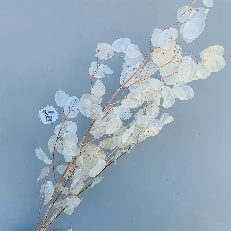 Lunaria Flower