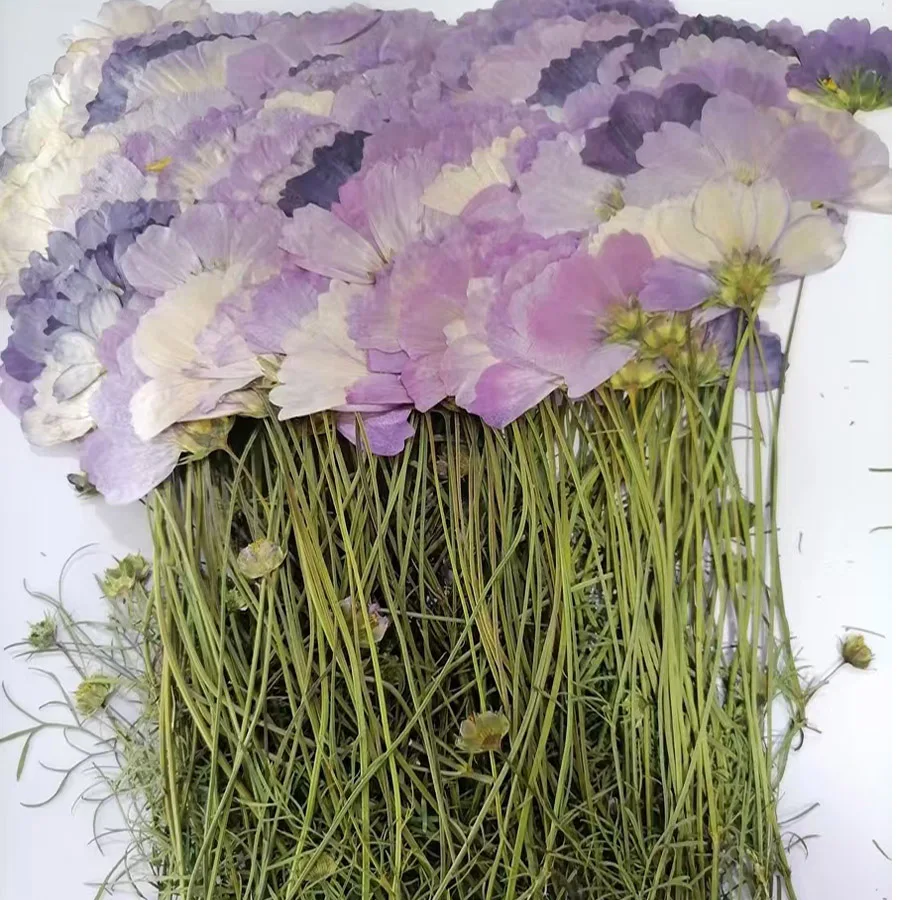 30pcs-Dried-Side-Pressed-Mixed-Cosmos-Bipinnata-Cav-Flower-Stalk-For ...
