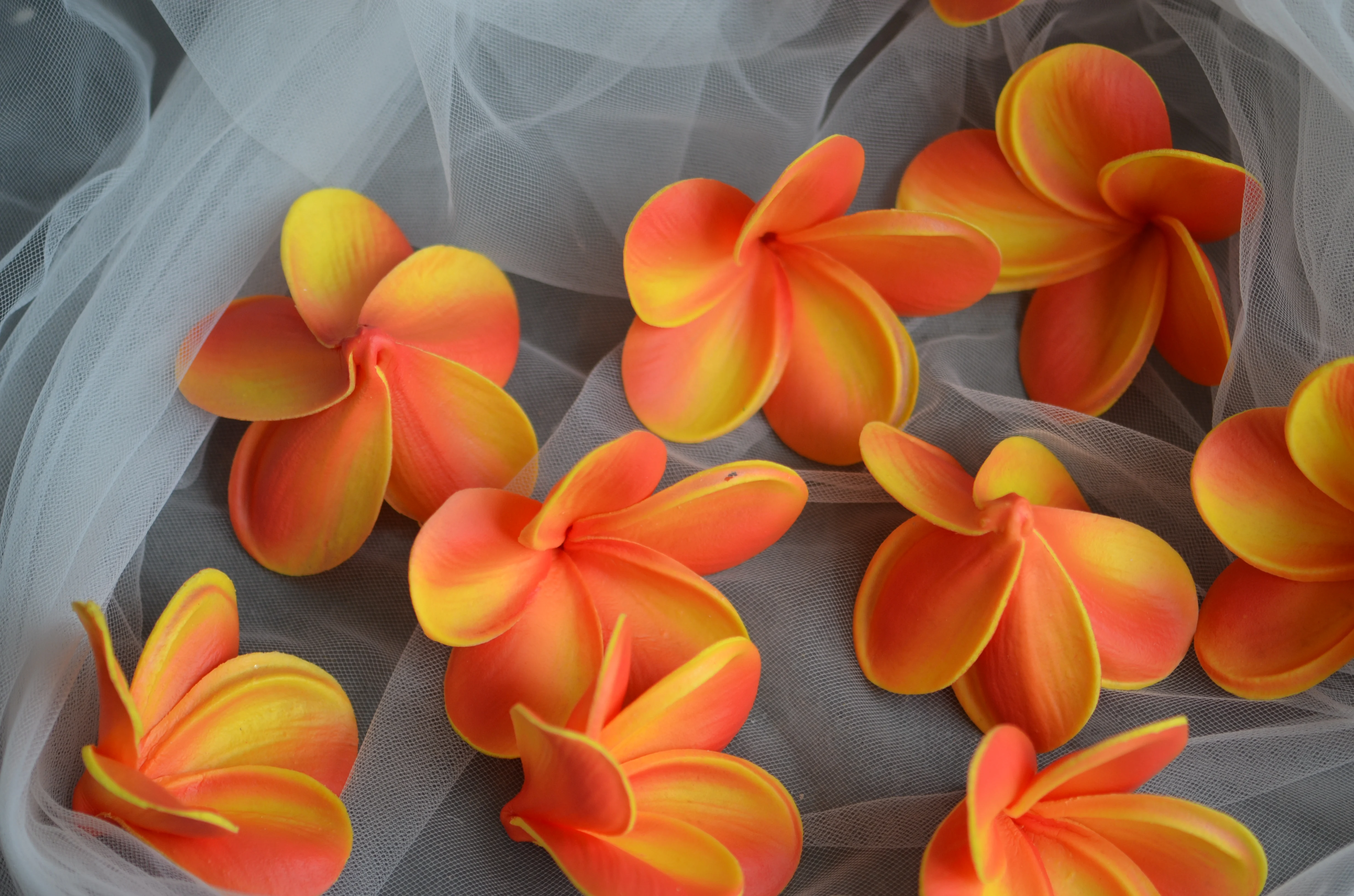 Orange Plumeria Flower