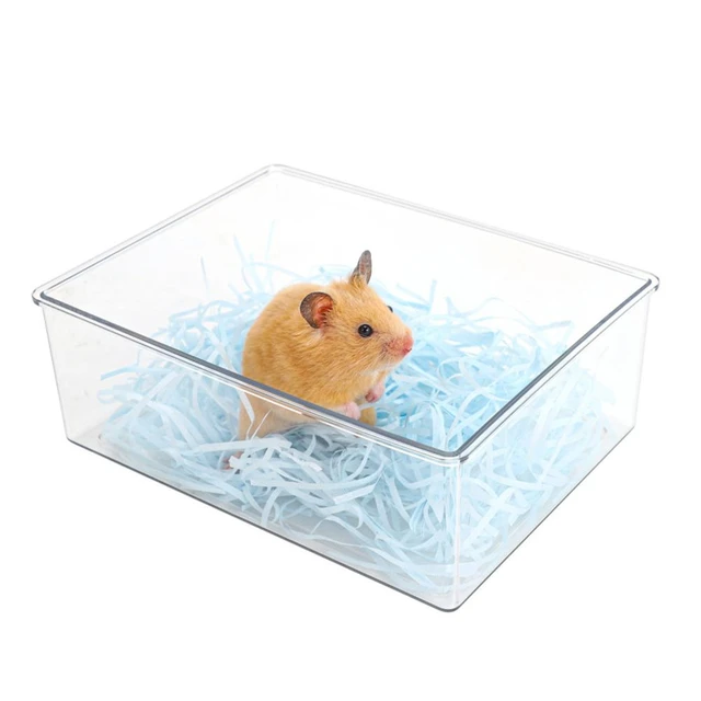 A Little Pet Mouse