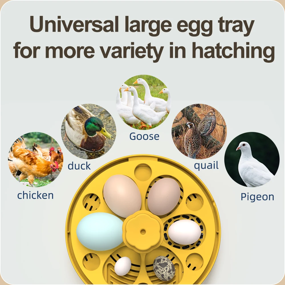 Duck Eggs Hatching Cartoon