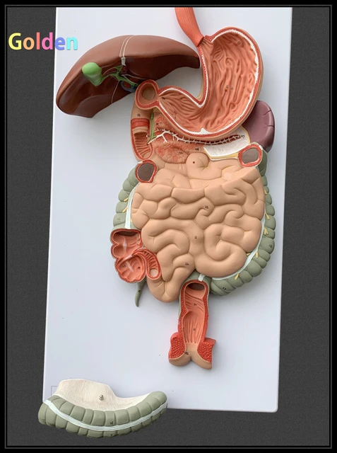 Digestive System 3d Model