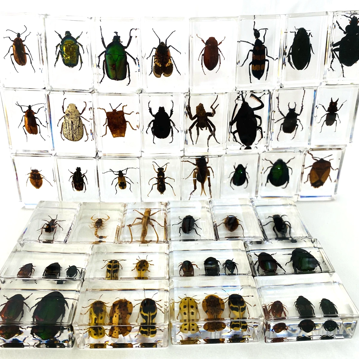 Espec-menes-de-insectos-reales-Hexapod-de-resina-ense-anza-de ...
