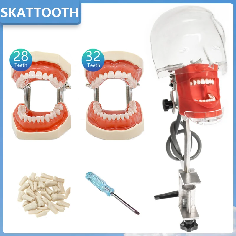 Dental Simple Head Model Simulator Phantom Head Typodont Standard 28/32 ...