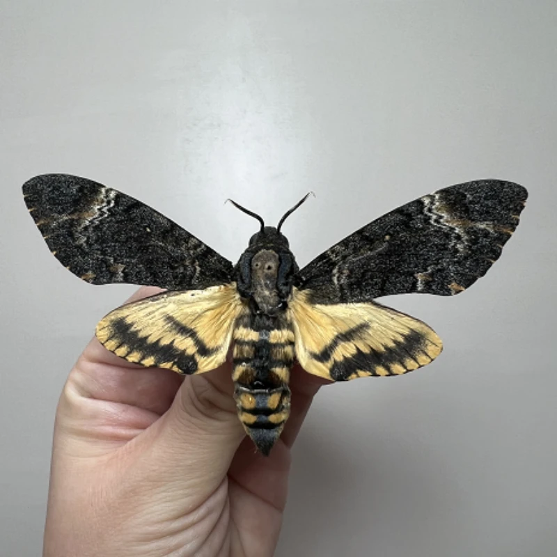 Ghost-faced Moth Specimens Insect Craft Exhibition Decorations Home ...