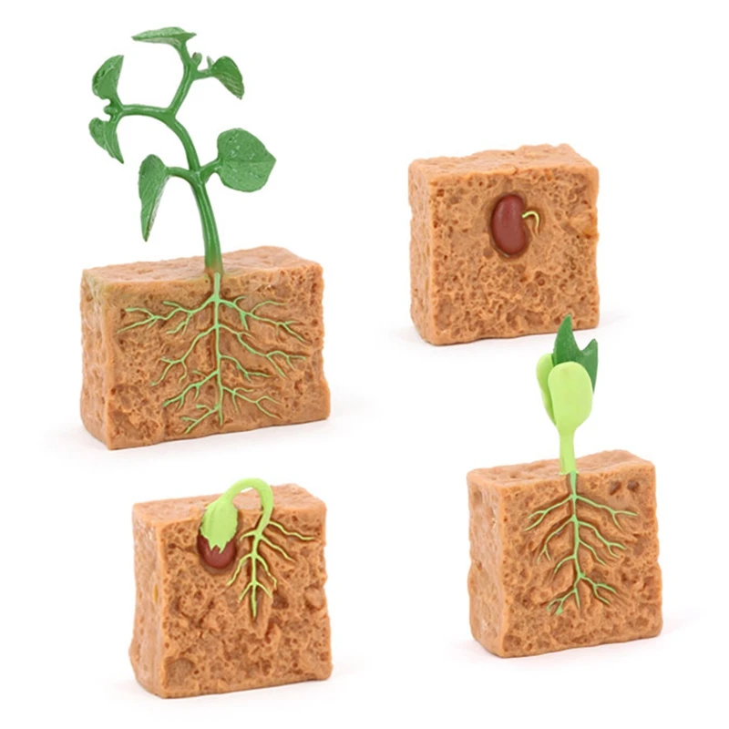 2 Sets Simulation Life Cycle Of Green Bean Plant Growth Cycle Mod ...