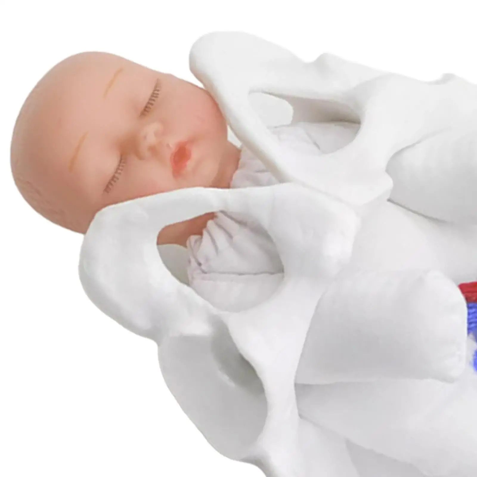 Female-Pelvis-Model-Childbirth-Model-for-Science-Education-Teaching ...