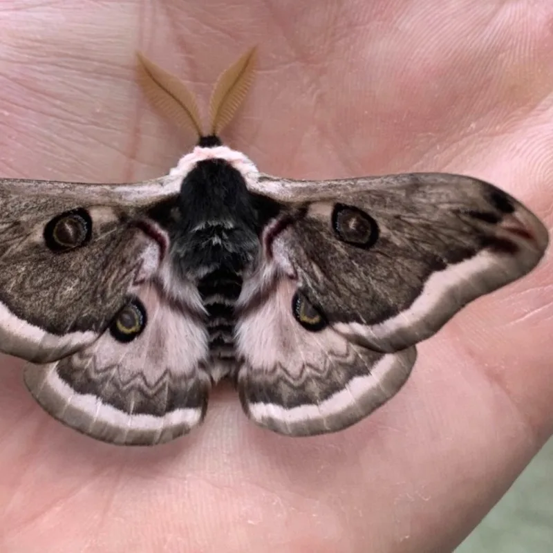 Real-Silkworm-Moth-Specimens-Insects-DIY-Crafts-Home-Decoration ...