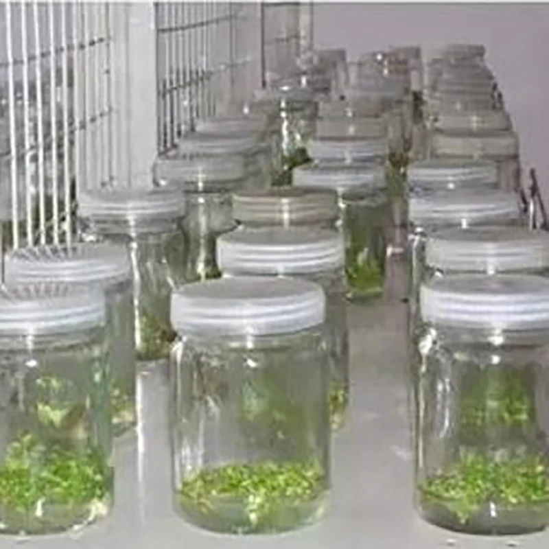 10pcs-63mm-Tissue-Culture-Bottle-Cap-Breathable-Film-Cover-High ...