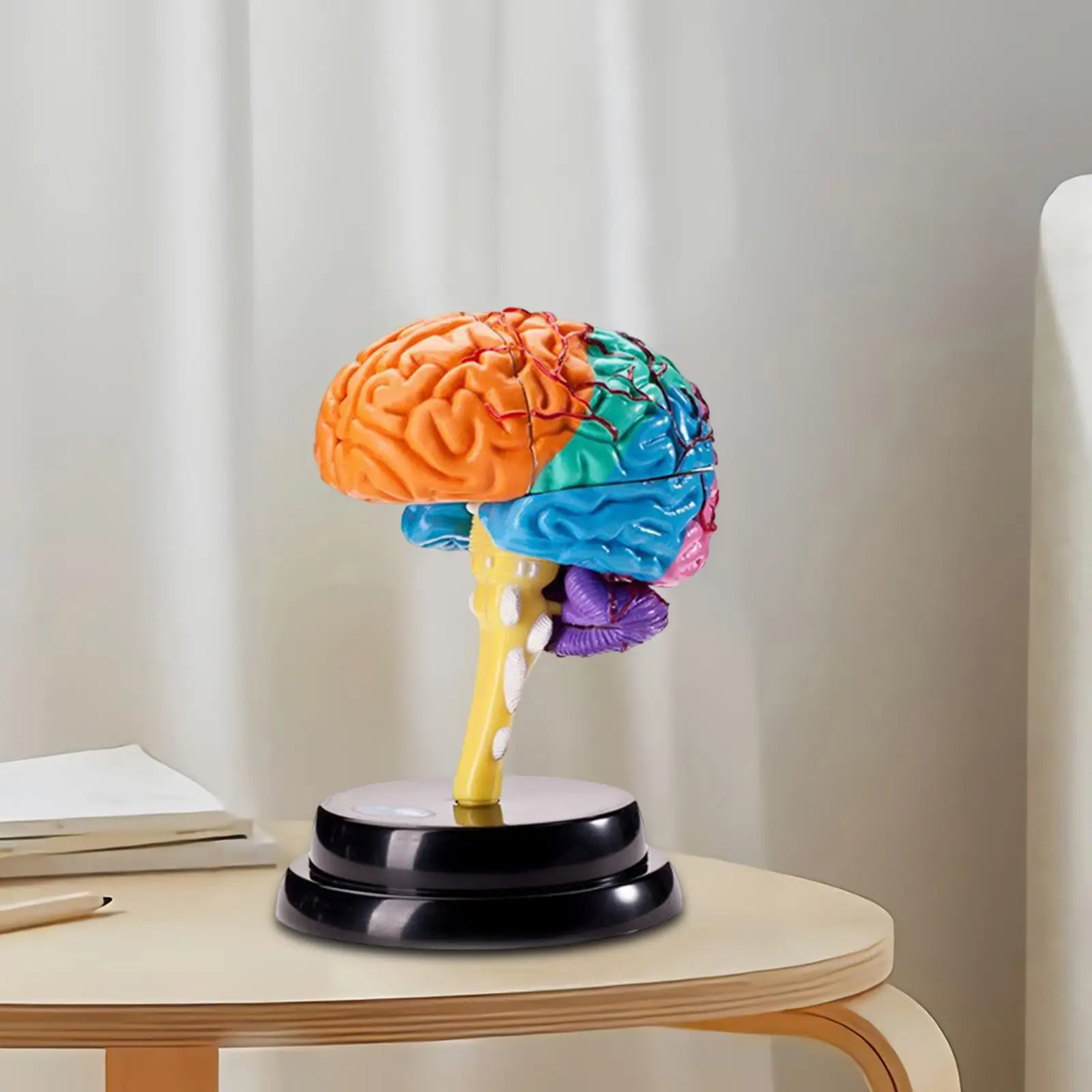 Brain-Human-Model-Anatomy-Tool-Brain-Functions-Model-Educational-Toy ...