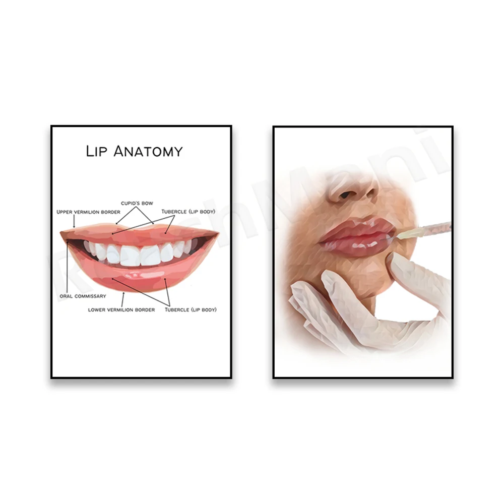 Lip Anatomy Tubercle