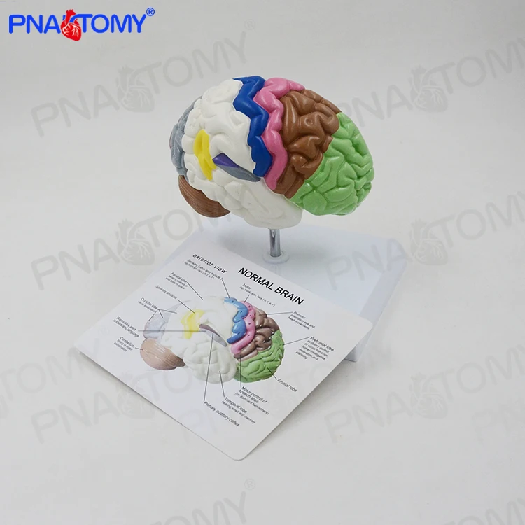 Color brain model human brain anatomy brain functional area 1:1 size ...