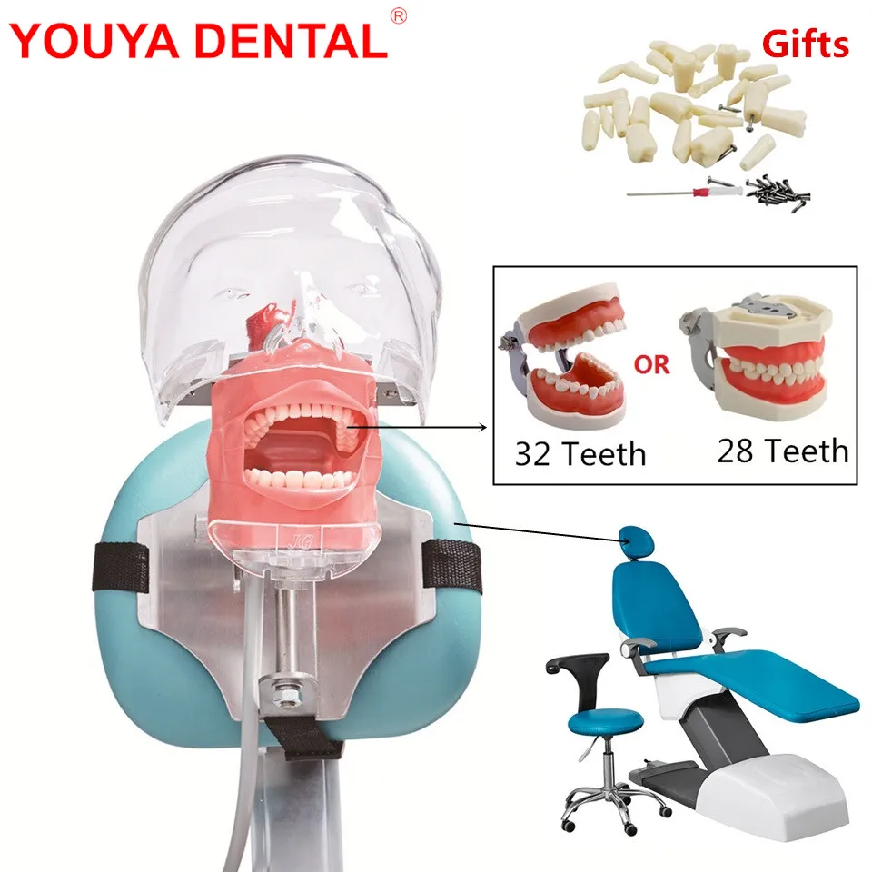 Phantom-Dental-Simulator-Simple-Head-Model-With-28-32-Teeth-Model ...