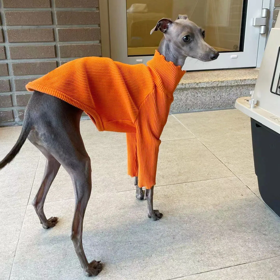 italian greyhound and whippet clothes iggy Dog Sweater Orange Lace ...