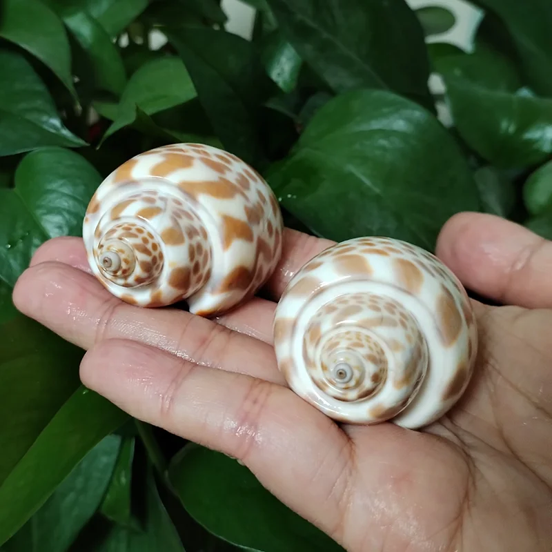 2 PC Babylonia Areolata Shell, Natural Babylonia Lutosa Hermit Crab ...